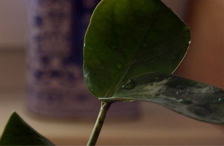 Japanese Barley Tea – green tea over rice